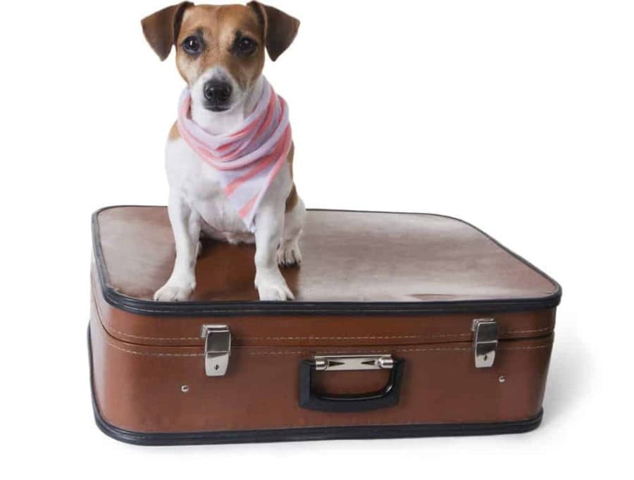 How to Travel with Your Pet on Amtrak - Cruise Maven